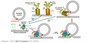 Munc18-1 is crucial to overcome the inhibition of synaptic vesicle fusion by alphaSNAP – Biofísica